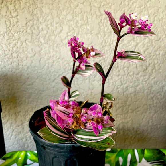 Tradescantia Nanouk | Accents | Tradescantia Nanouk Variegated Cuttings ...
